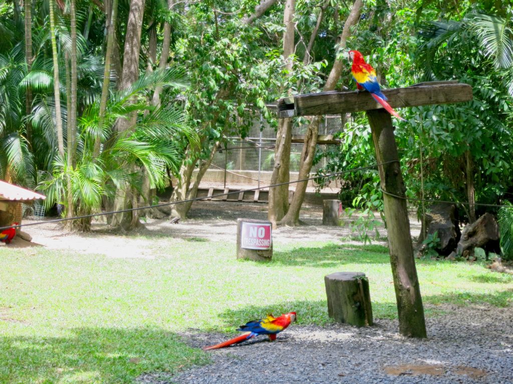 Monkeys, Parrots and Wildlife in Roatan - Gumbalimba Park Tour